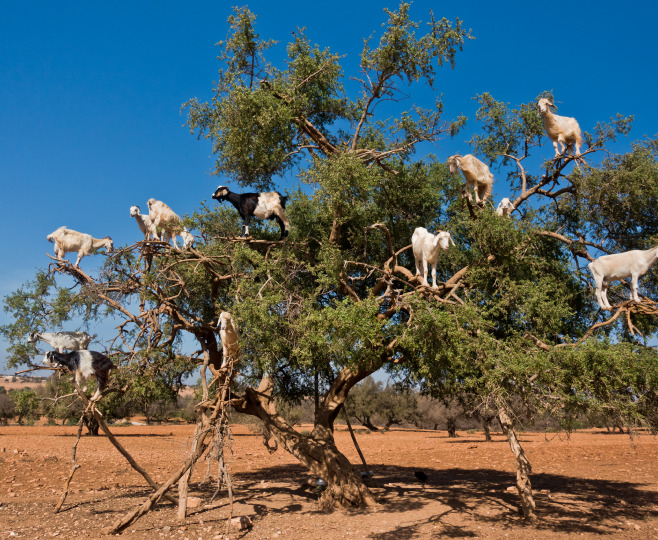 Tracing the Rich Morocco Jewish Heritage - Moroccan Secret Handbook